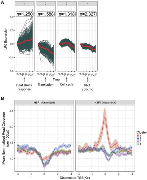 Nascent Rna Sequencing Reveals A Dynamic Global Transcriptional Response At Genes And Enhancers
