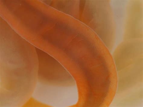 Cephalothrix Simula An Invasive Non Native Toxic Species Of Ribbon Worm Ttx Tetrodotoxin