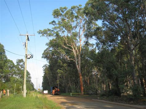 Hazardous Tree Identification J K Cooper Tree Services