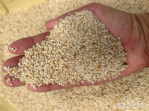 世界主要芝麻产区 你知道缅甸芝麻有几种？ 知乎