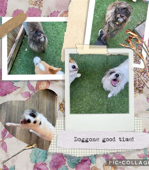 Puppy Love Daycare Added A New Photo Puppy Love Daycare