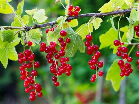 Pruning Currant Bushes How To Prune Currants