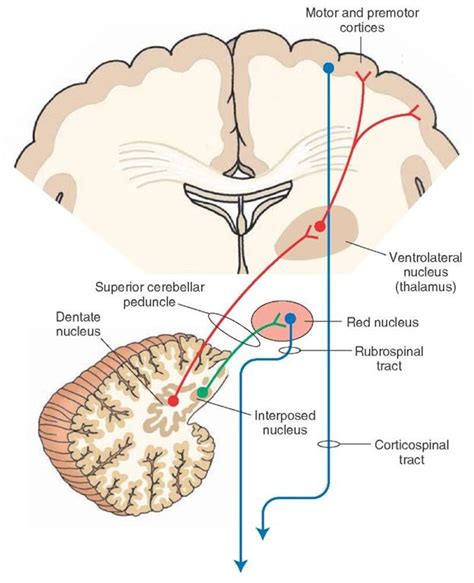 66 Best Images About Motor System On Pinterest Neuroscience Pathways