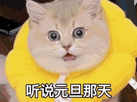 可爱猫咪拱手作揖相关表情包 表情包专辑 求表情网 斗图从此不求人