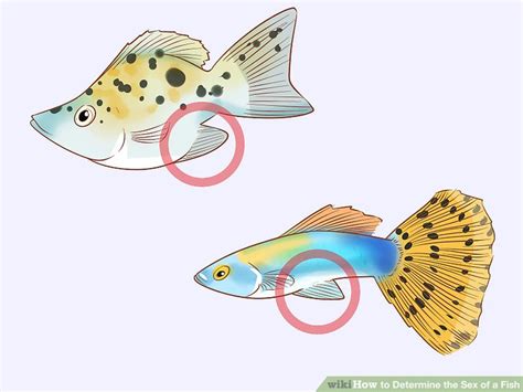 3 Ways To Determine The Sex Of A Fish WikiHow