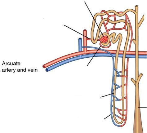 Nephron Labeling Diagram Quizlet