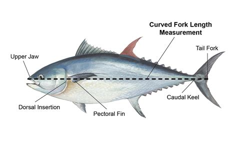 Best Fishing Practices Louisiana Department Of Wildlife And Fisheries