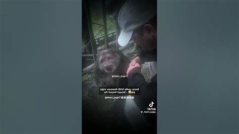 අනේ එයාගේ අහිංසක කම🤭🤭🤭 Love Srilanka Trendingshorts Tiktok Youtube