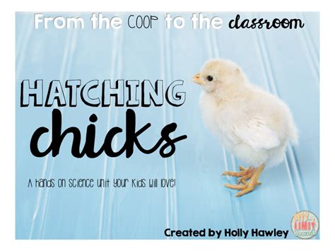 Chick Life Cycle Experiment Teaching Resources