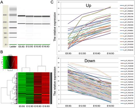 Array Analysis Of Gene Expression Profile A The Test Of Rna Quality