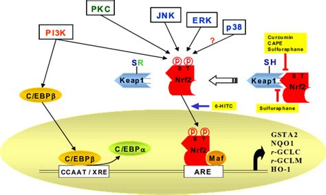 Signaling Pathways Involved In The Antioxidant Responsive Element