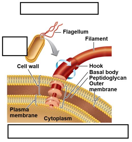 Chapter 4 Functional Anatomy Of Prokaryotic And Eukaryotic Cells