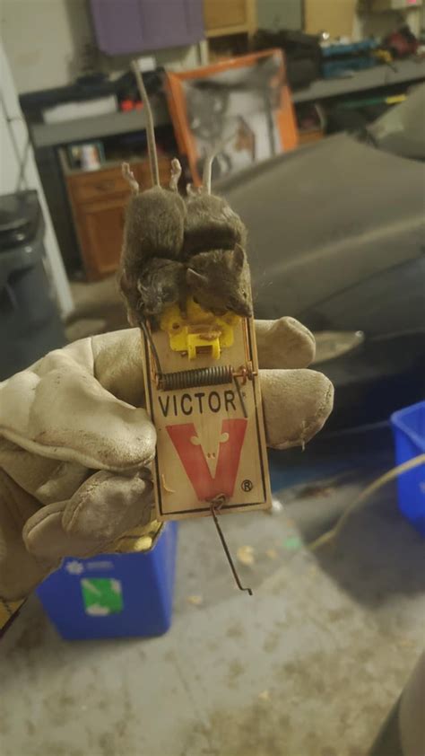 My Mouse Trap Caught 2 Mice R Mildlyinteresting