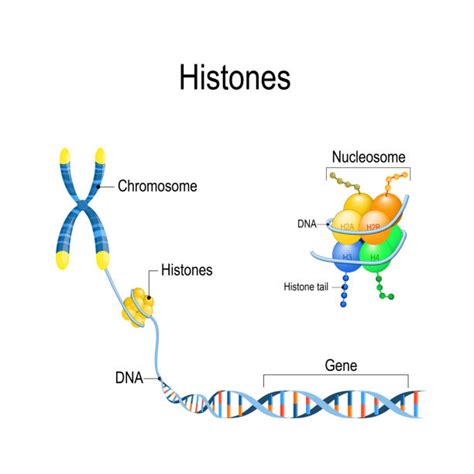 Histone Protein Structure