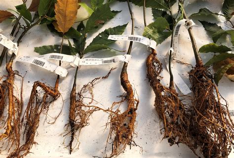 Breeding Root Rot The American Chestnut Foundation
