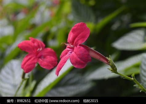 一朵红色花朵艳芦莉 高清图片下载 红动中国
