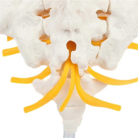 Lumbar Spine Anatomy Model With Sacrum And Spinal Nerves Lumbar