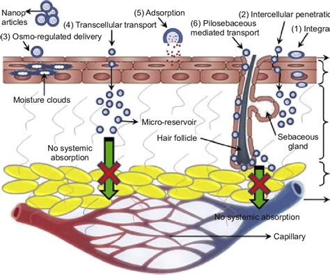 3 Pictorial Representation Of Nanoparticle Absorption From The Skin