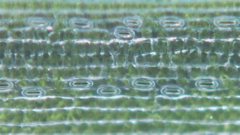 Wheat X400 Object Detection Dataset And Pre Trained Model By Stomata