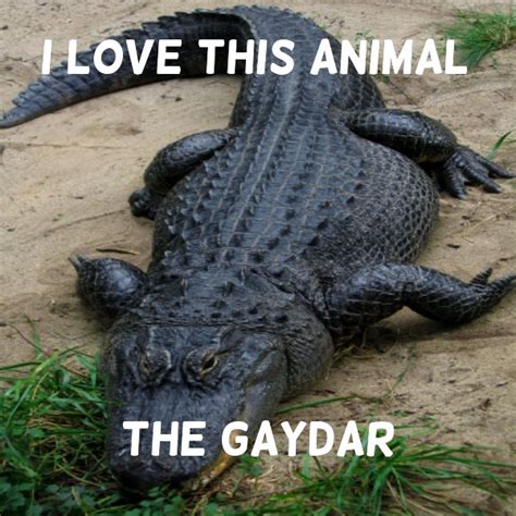 Lildingus Lildingus6 Twitter