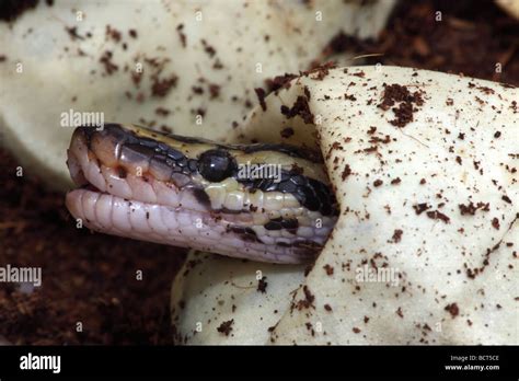 Ball Python Python Regius Captive Hatching From Egg Native To