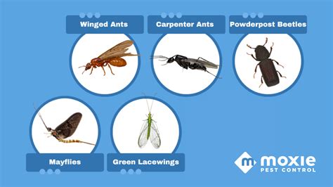 What Bugs Look Like Flying Termites Moxie Pest Control
