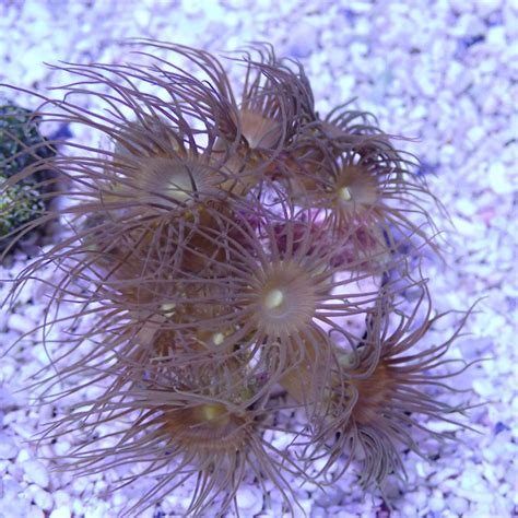 Oceans Garden Aquaculture Oga Yellow Polyp Coral Super Sale Limit 1