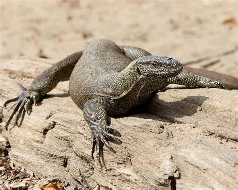 Indian Monitor Lizard