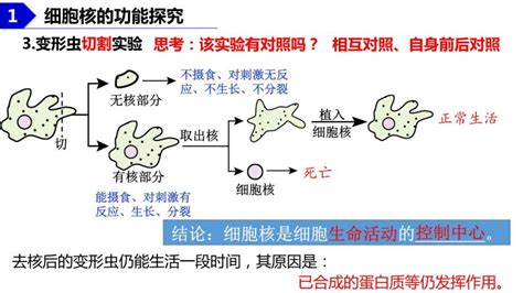 2023届高三生物复习课件：细胞核的结构和功能 教习网 课件下载
