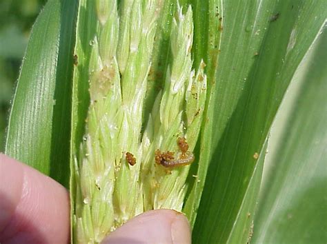 Corn Earworm Damage