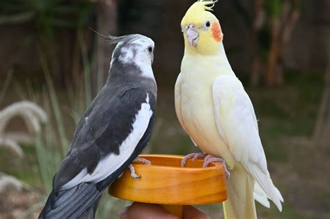 Como Descobrir O Sexo Das Aves Agrosete