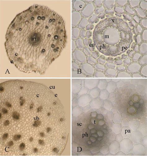 Cross Sections Of The Root A B And Scape C D Of Iris Pamphylica Download Scientific