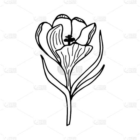 春天花番红花矢量库存插图eps10孤立在白色背景轮廓手绘