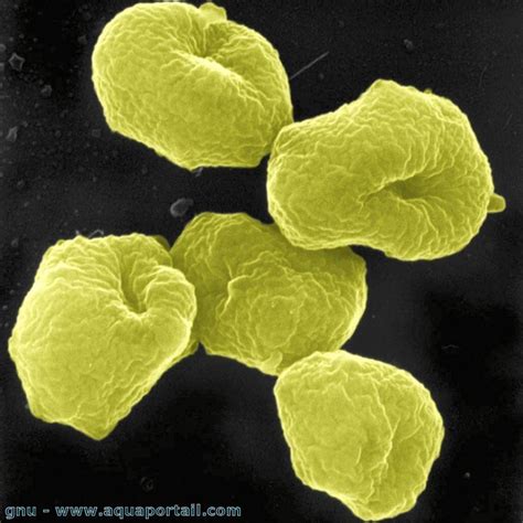 Archée Définition Et Explications