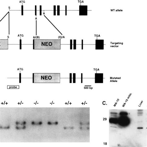 Generation Of Star Knockout Mice By Gene Targeting In Embryonic Stem