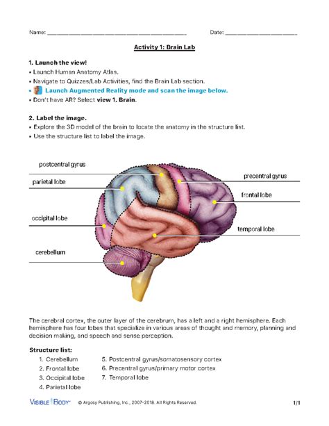 Brain Lab Activity Lab For Visible Body © Argosy Publishing Inc