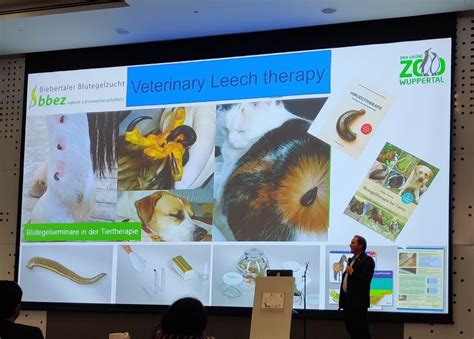 Dr Rehman Baig On Linkedin Veterinary Leach Therapy Veterinarysurgeon