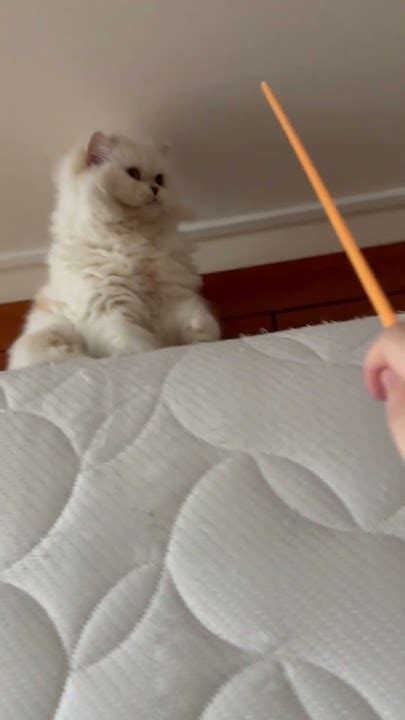 용감무쌍한 할미냥 침대매트리스에 올라간 자 가장 힘이 쎌 것이다 Youtube