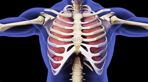 인간 흉골 장면 배경 사진 및 창의적인 일러스트 무료 다운로드 Lovepik