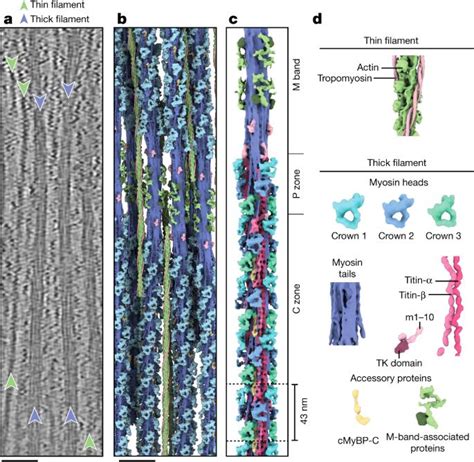 Christopher Schmid On Linkedin Structure Of The Native Myosin Filament