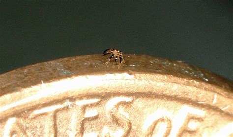 This Tiny Crab Robot Is Smaller Than A Flea But Can Bend Crawl And Even Jump Hothardware