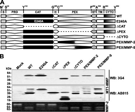 expression of the mt1 mmp constructs a domain structure of mt1 mmp