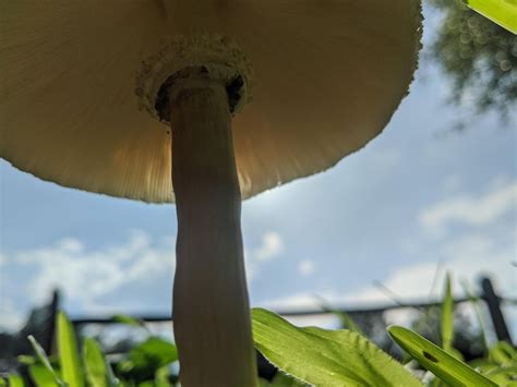 Creepshot Chlorophyllum Molybdites Mushrooms Fungi Nature