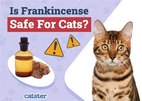 Does Catnip Calm Cats Vet Approved Facts How It Works And Faq Catster