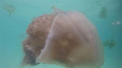 파란색 투명 물체에 쏘여 해파리 쏘임 사고 2명 부상