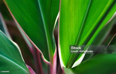 클로즈업 패턴 매크로 코디 라인 이국적인 밝은 신선한 녹색 열대 잎 질감 자연 단풍 추상적 인 Backgroundjungle