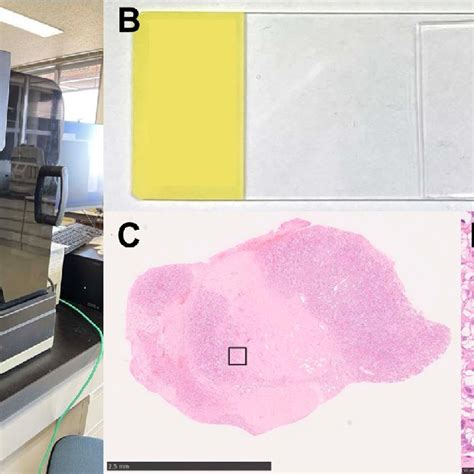Whole Slide Images In Digital Pathology A Slide Scanner Hamamatsu Download Scientific