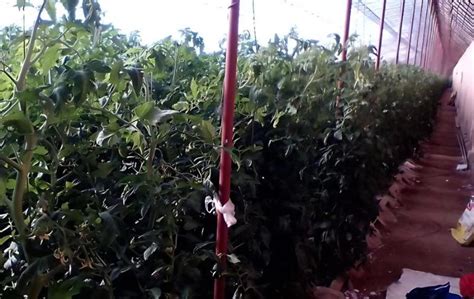 番茄晚疫病病害循环，请问番茄晚疫病怎么侵染循环的？ 农业种植网