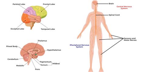 central nervous system