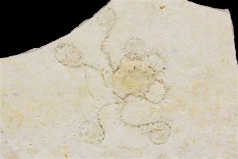 1 2 Floating Crinoid Saccocoma Fossil Solnhofen Limestone 162495
